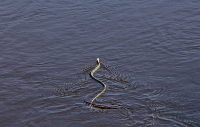 19 Spiritual Meanings of Dreaming of Water Snakes – Dream Related