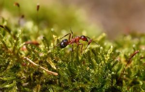16 Spiritual Meanings of Dreaming of Red Ants – Dream Related