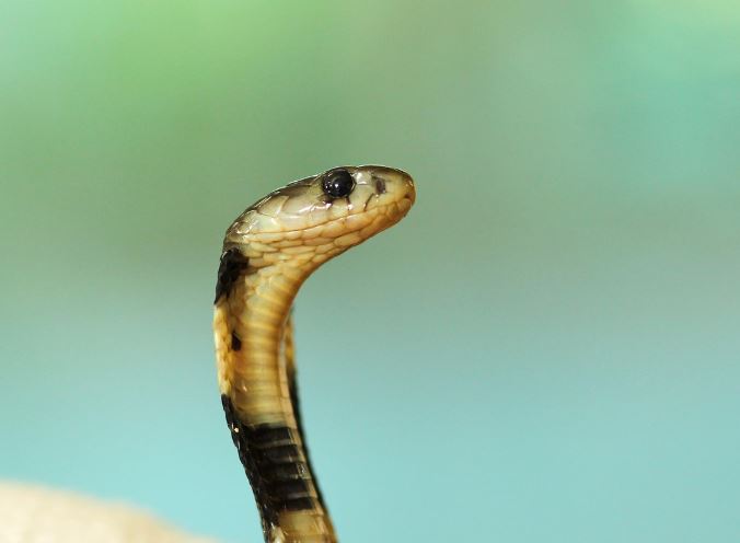 Dream about flower snake : Meaning & Interpretations – Dream Related