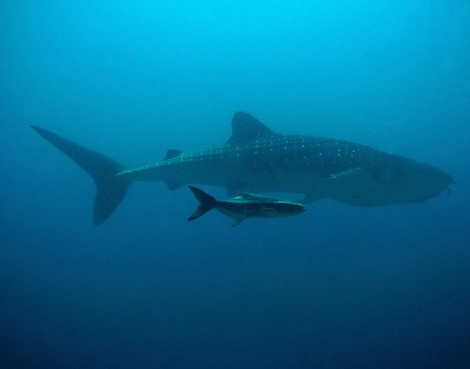 Dream about strange fish : Meaning & Interpretations – Dream Related