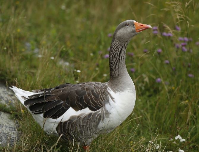 Dream about a goose : Meaning & Interpretations – Dream Related