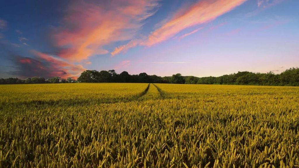 Dream about planting : Meaning & Interpretations – Dream Related