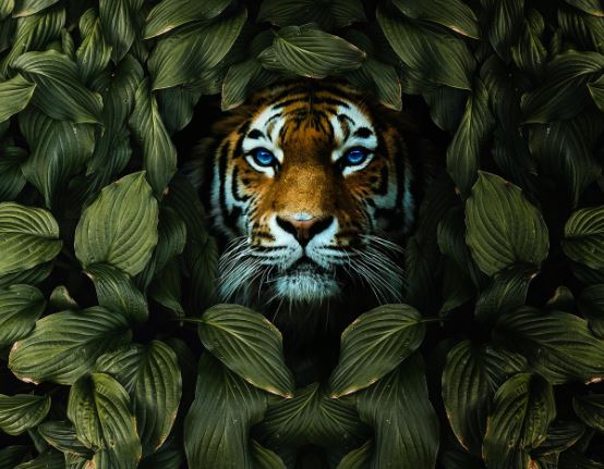 Dream about tiger drawing : Meaning & Interpretations – Dream Related